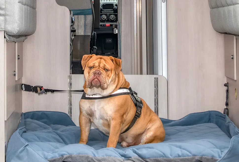 Tips for travelling with dogs in a motorhome