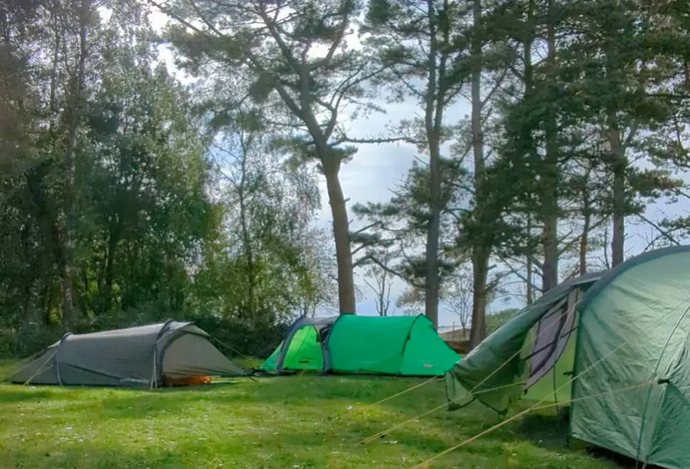 Holmsley - Camping New Forest Site | Out & About Live